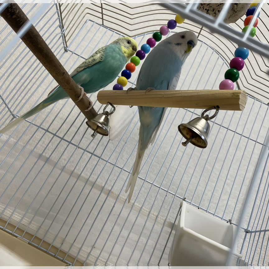 Волнистые попугаи с клеткой