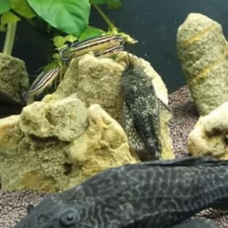 Сомик плекастомус