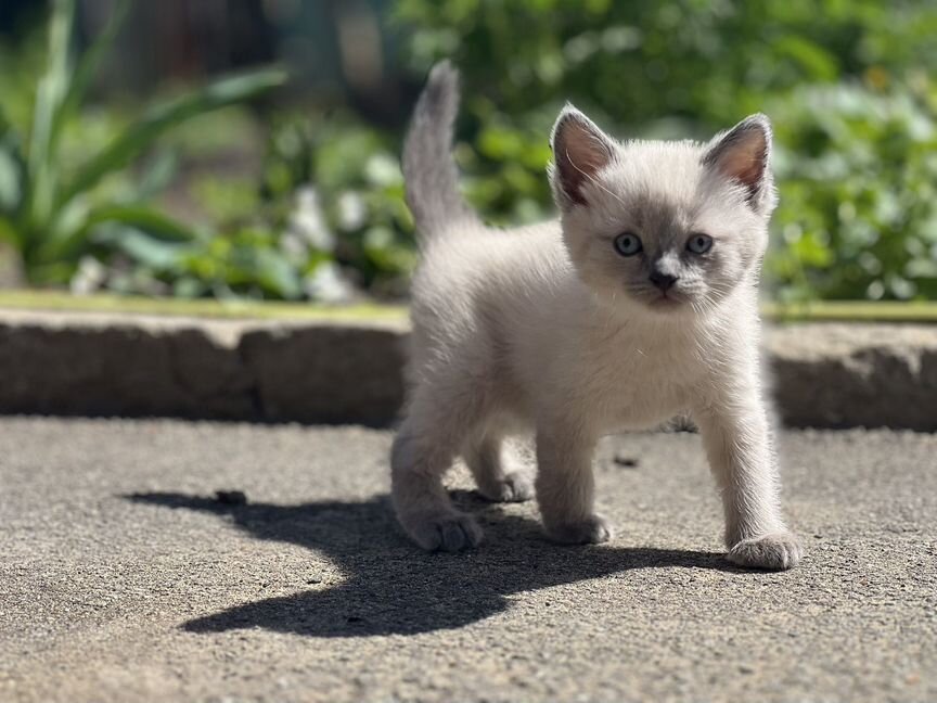 Котята в добрые руки мальчики все