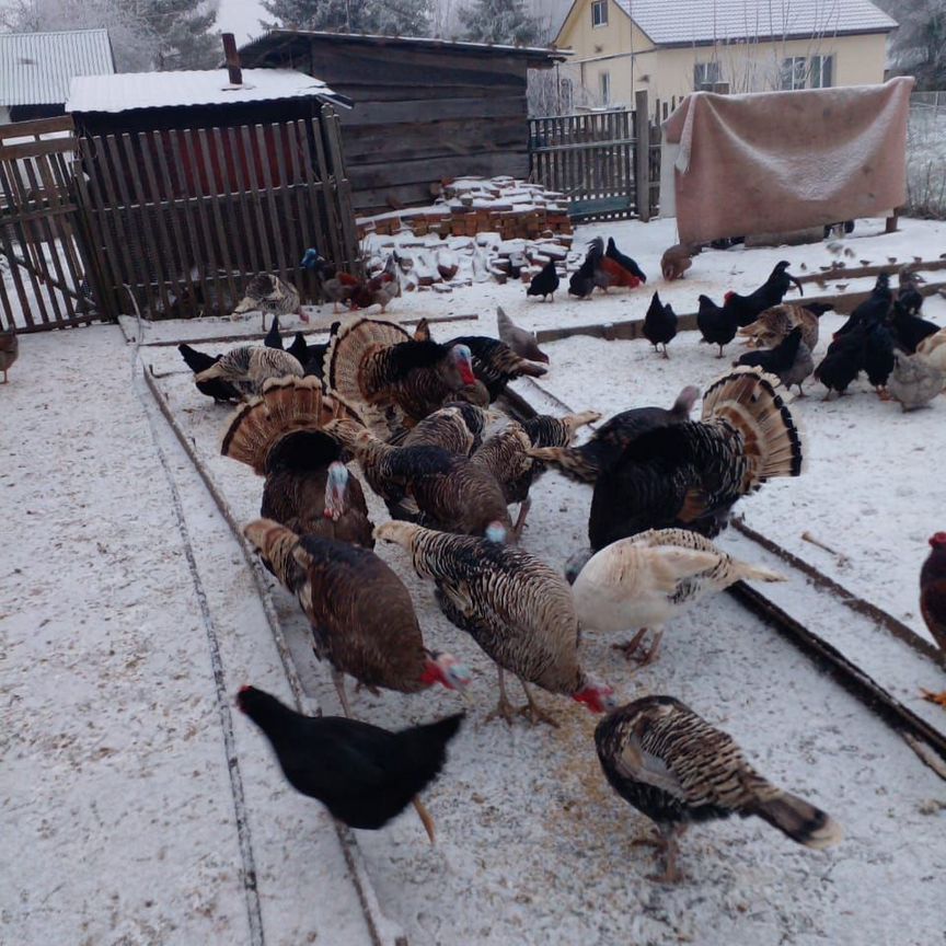 Индюки на мясо