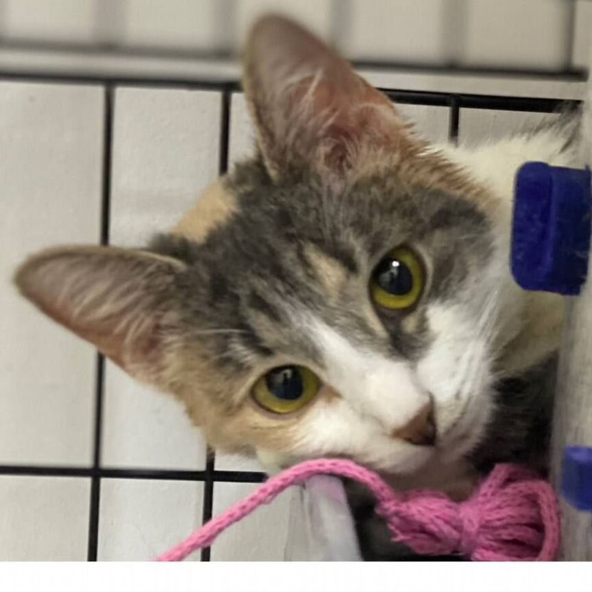 Взрослая, кошка в добрые руки