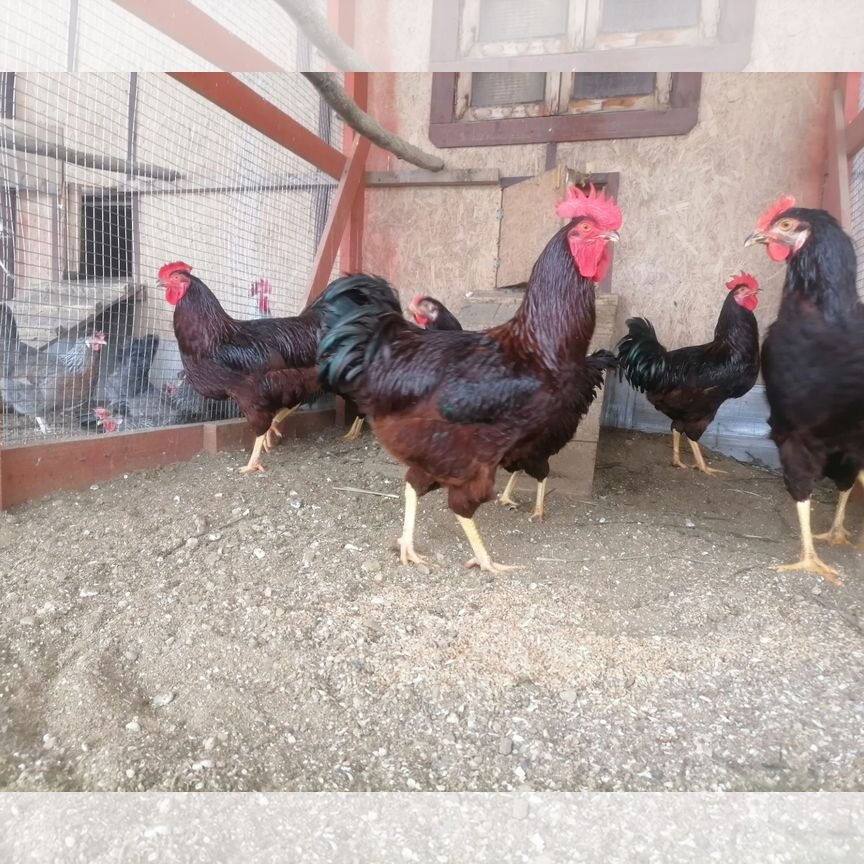 Куры инкубационное яйцо