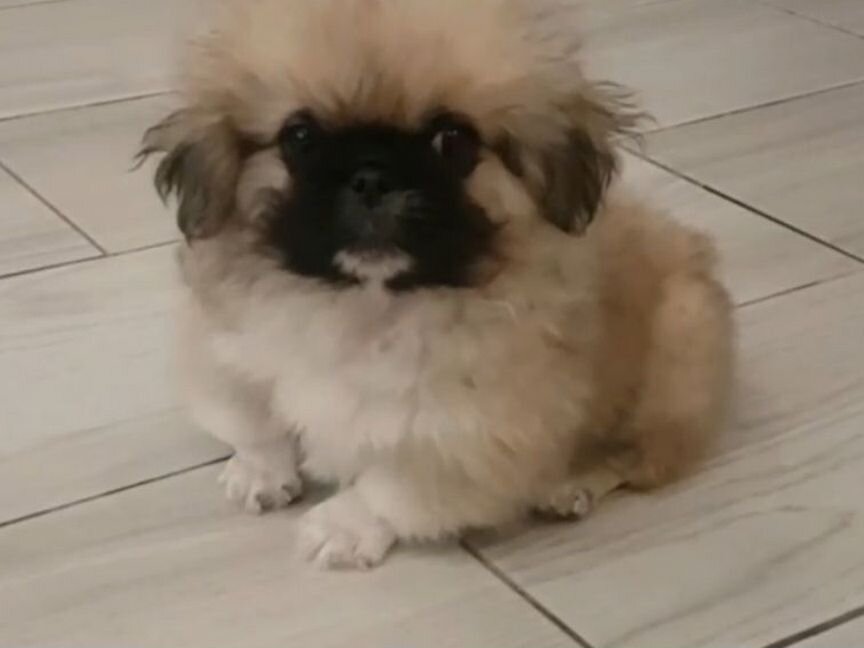 Пекинес совсем крошка