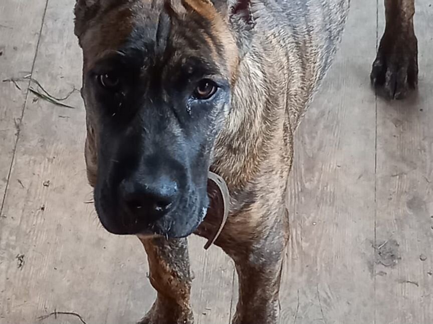 Собака в добрые руки отдам бесплатно