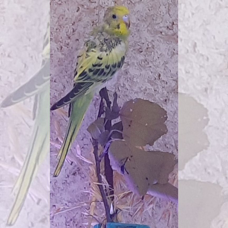 Птенец волнистого попугай с клеткой