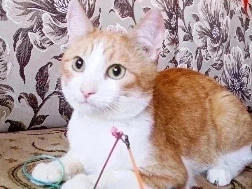 Котик в ответственные руки