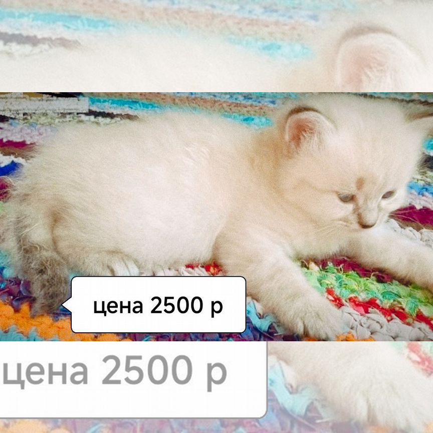 Невская маскарадная девочка