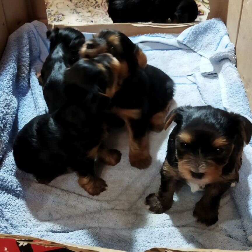 Йоркширский терьер, щенок