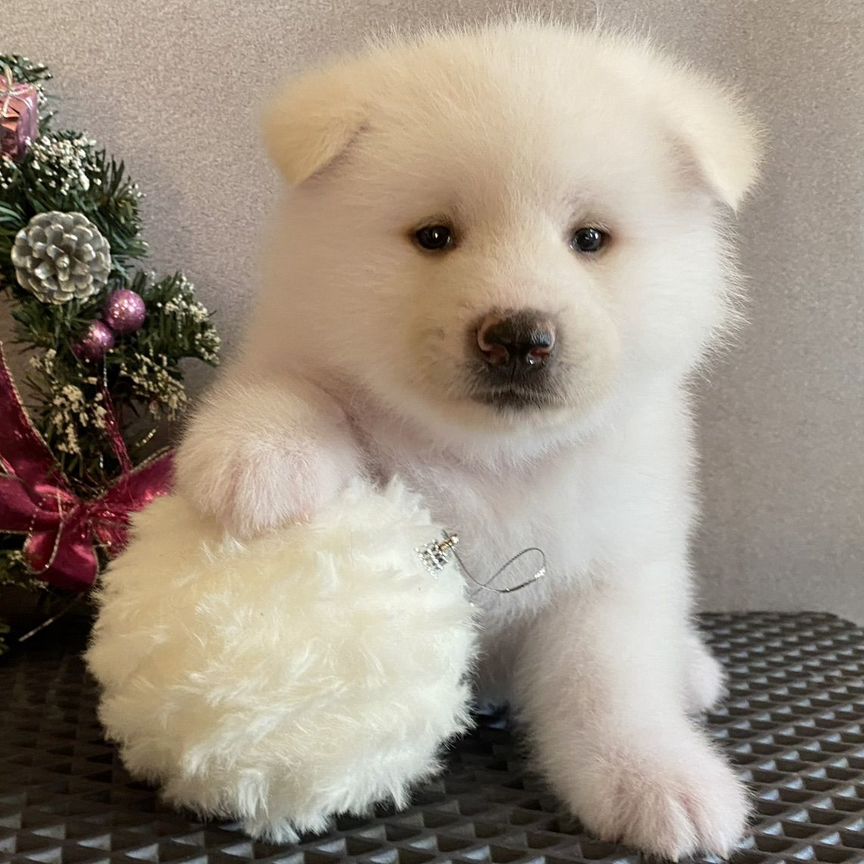 Акита-ину, щенок