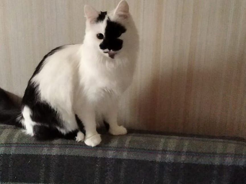 Кошечка " Бусенка" 1год и 2 месяца