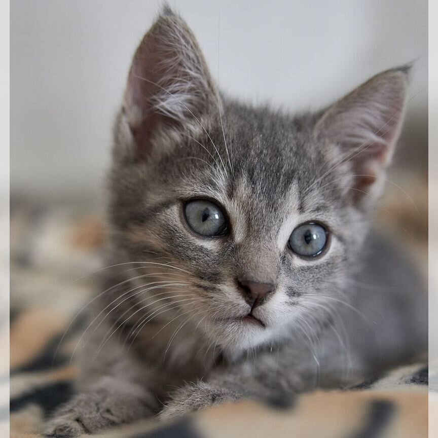 Котенок Тимоша в частный дом