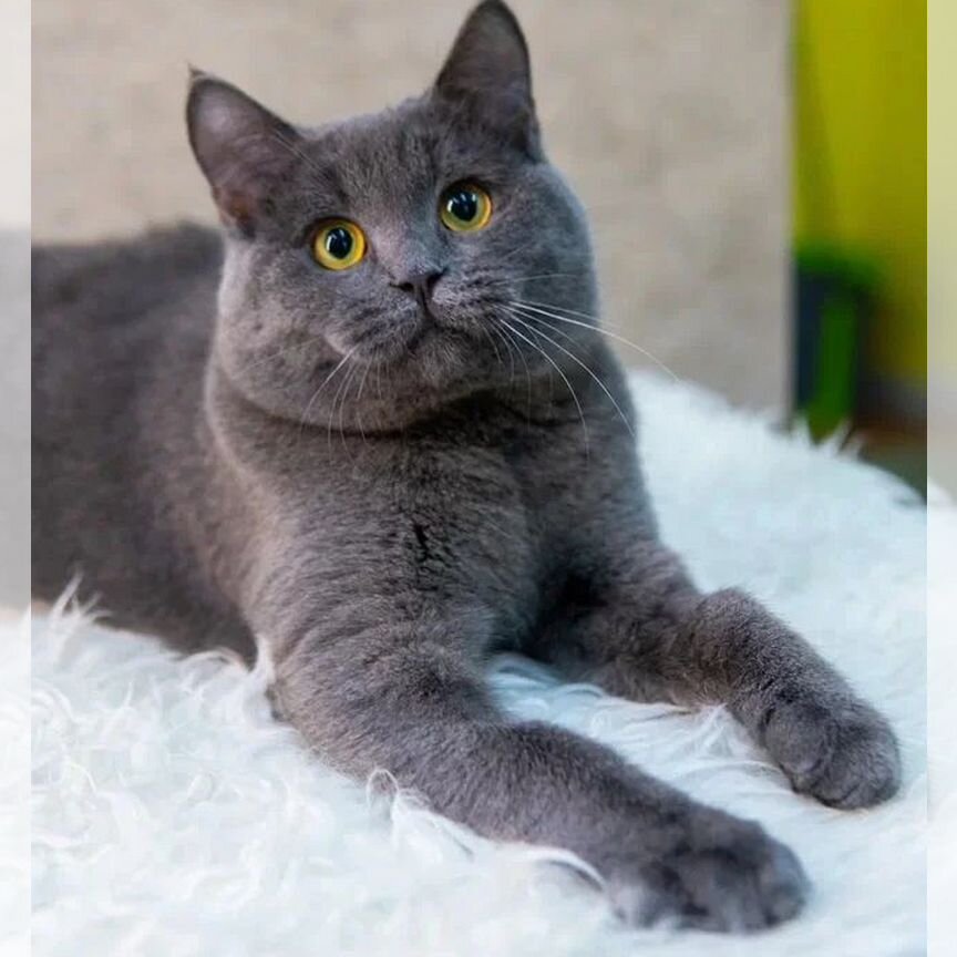 Кот Орфей ищет дом