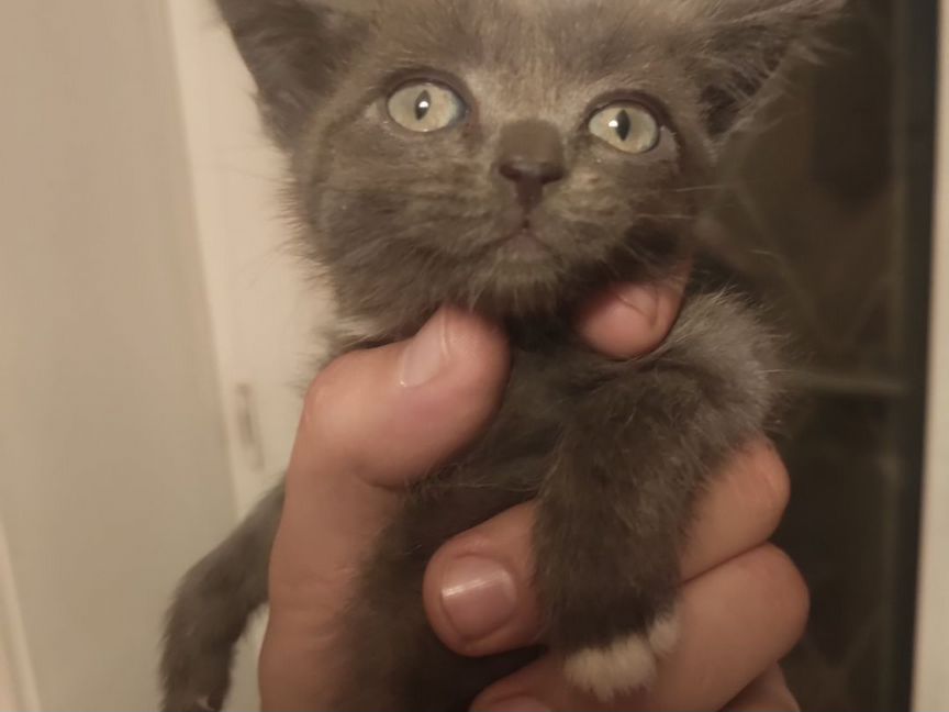 Котята в добрые руки бесплатно