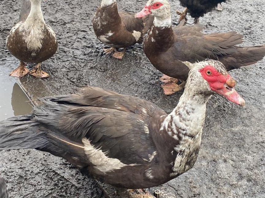 Утки шипуны