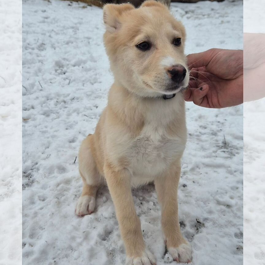 Щенок в добрые руки