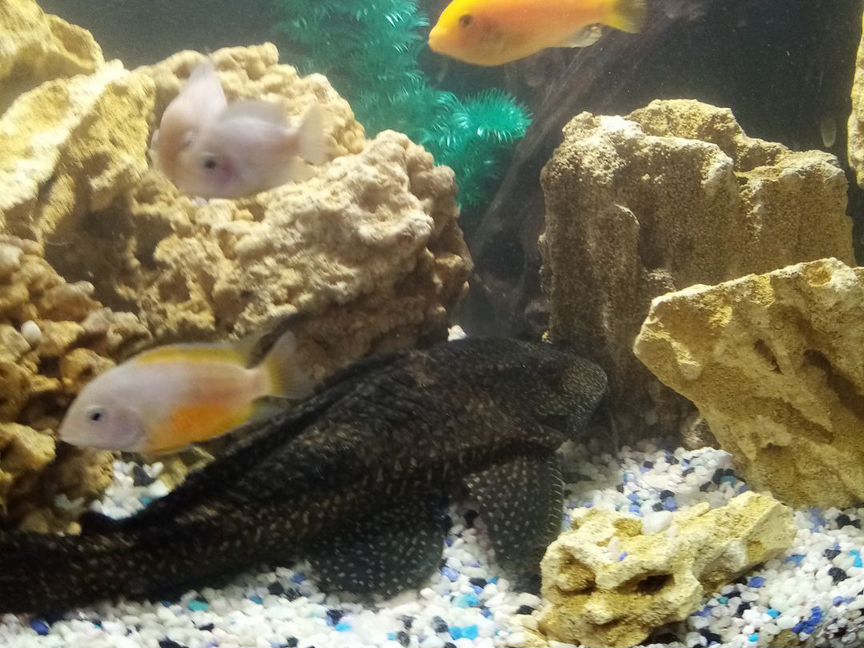 Сом порчовый