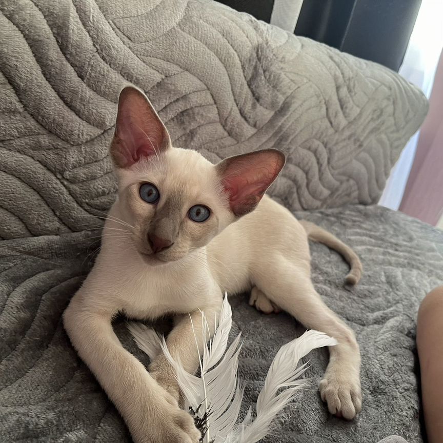 Ориентальные котята