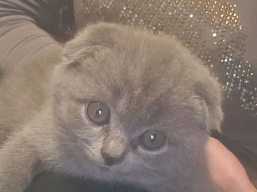 Шотландские вислоухие котята