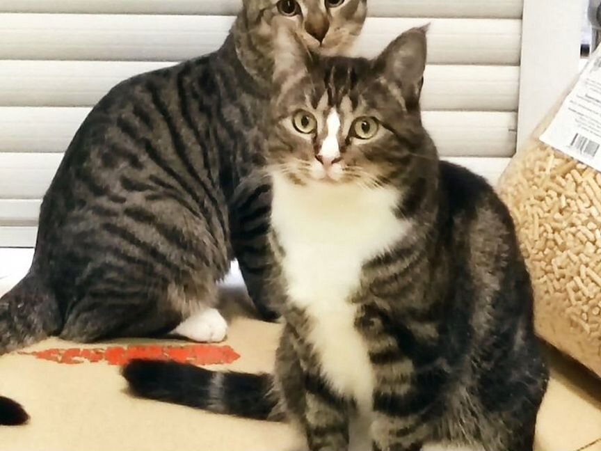 Красивые котики и кошечки в зоотоварах