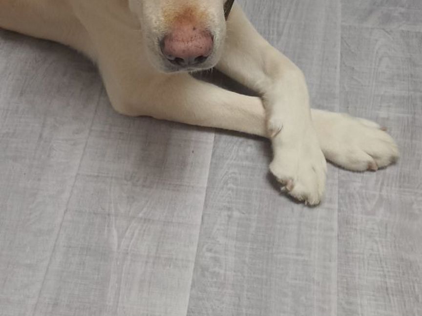 Найдена собака лабрадор