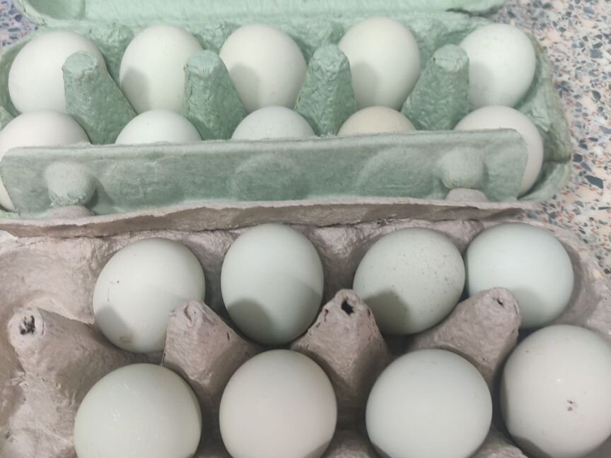 Инкубационное яйцо Сильверудд