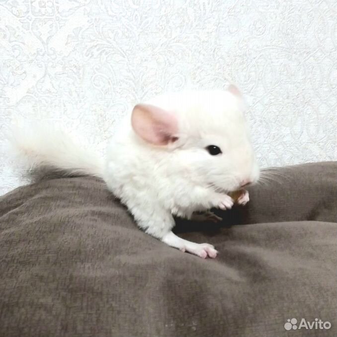 Шиншилленок