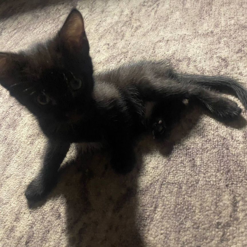Котенок