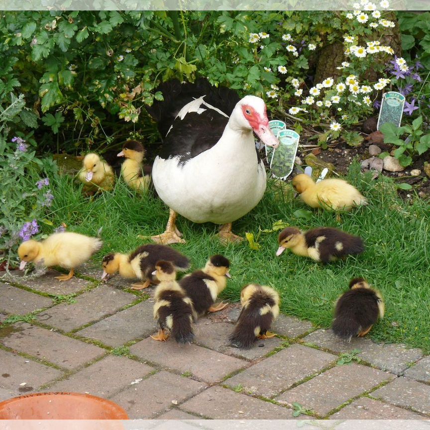 Муларды и индоутки