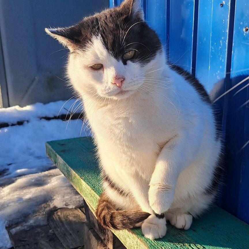 Добрый котик в поиске семьи