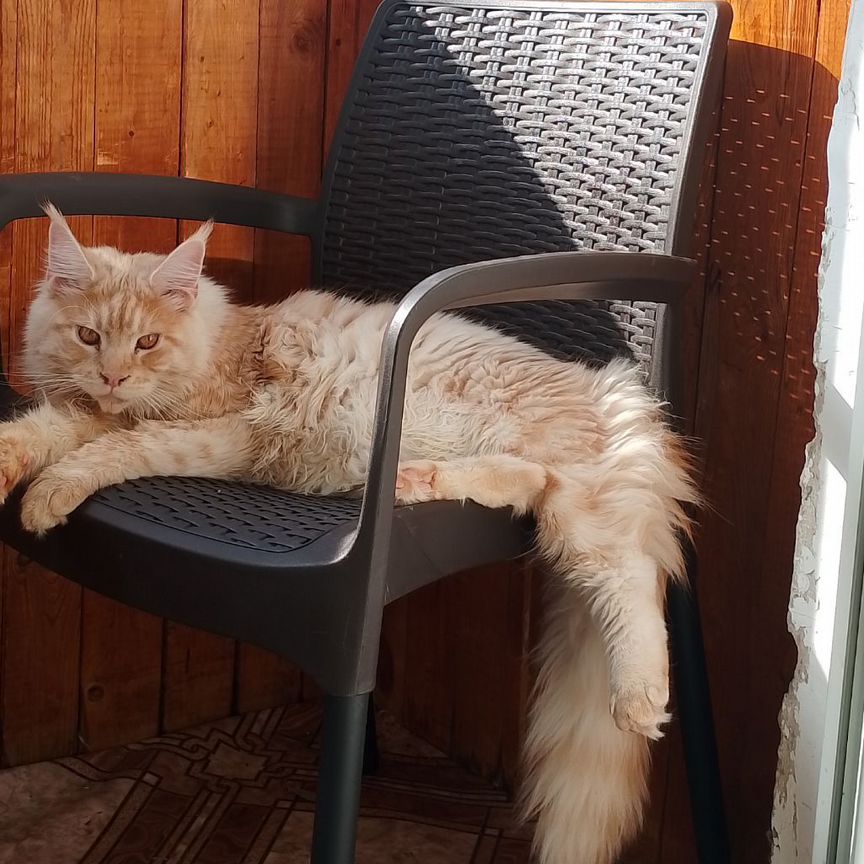 Мейн-кун, взрослый кот