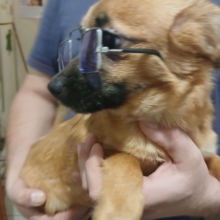 Щенок в добрые руки