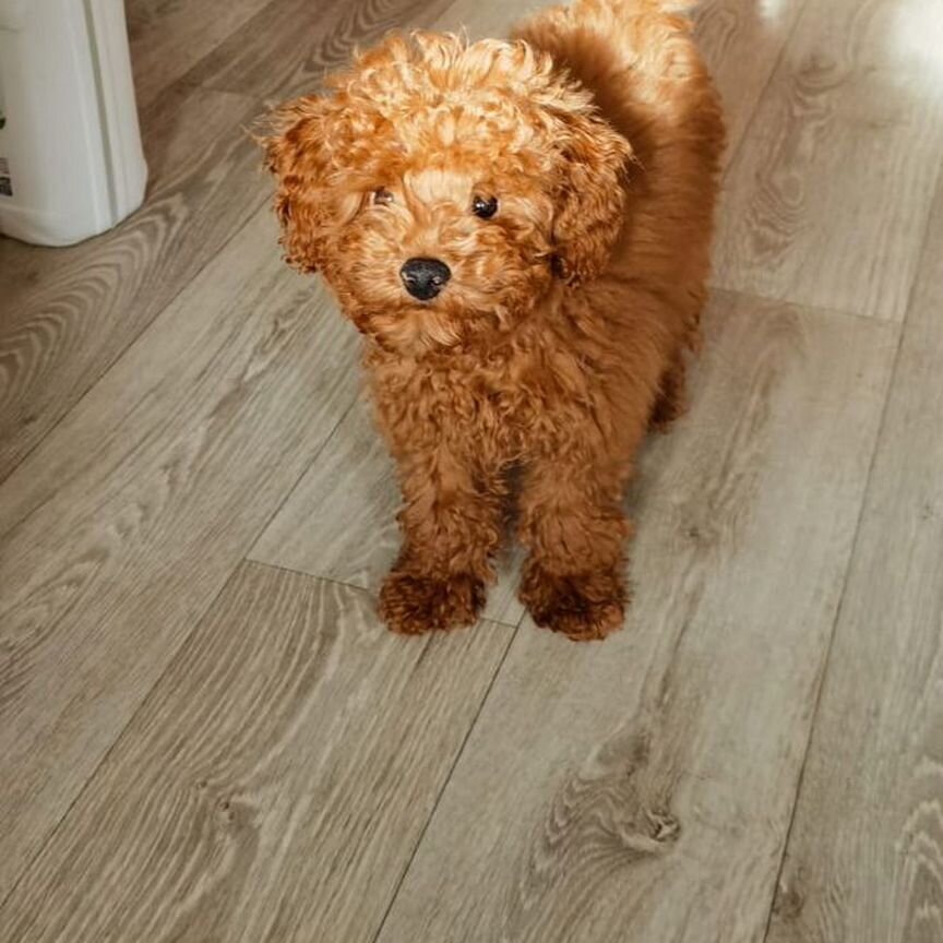 Очароваш мальчик Мальтипу кукольный