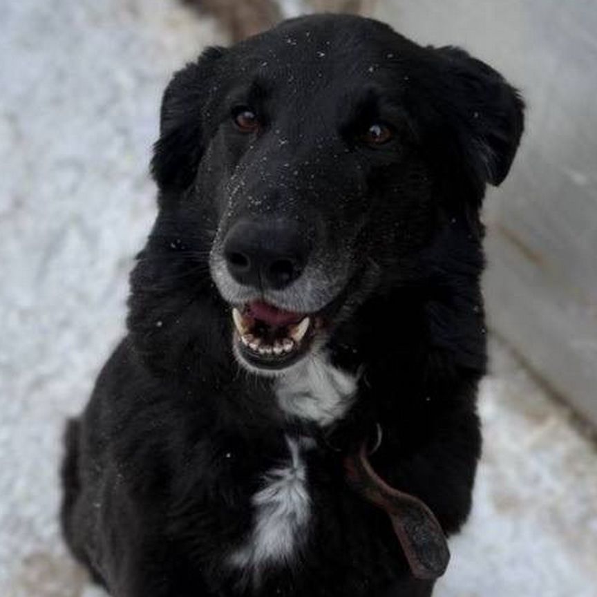 Взрослый пёс в добрые руки