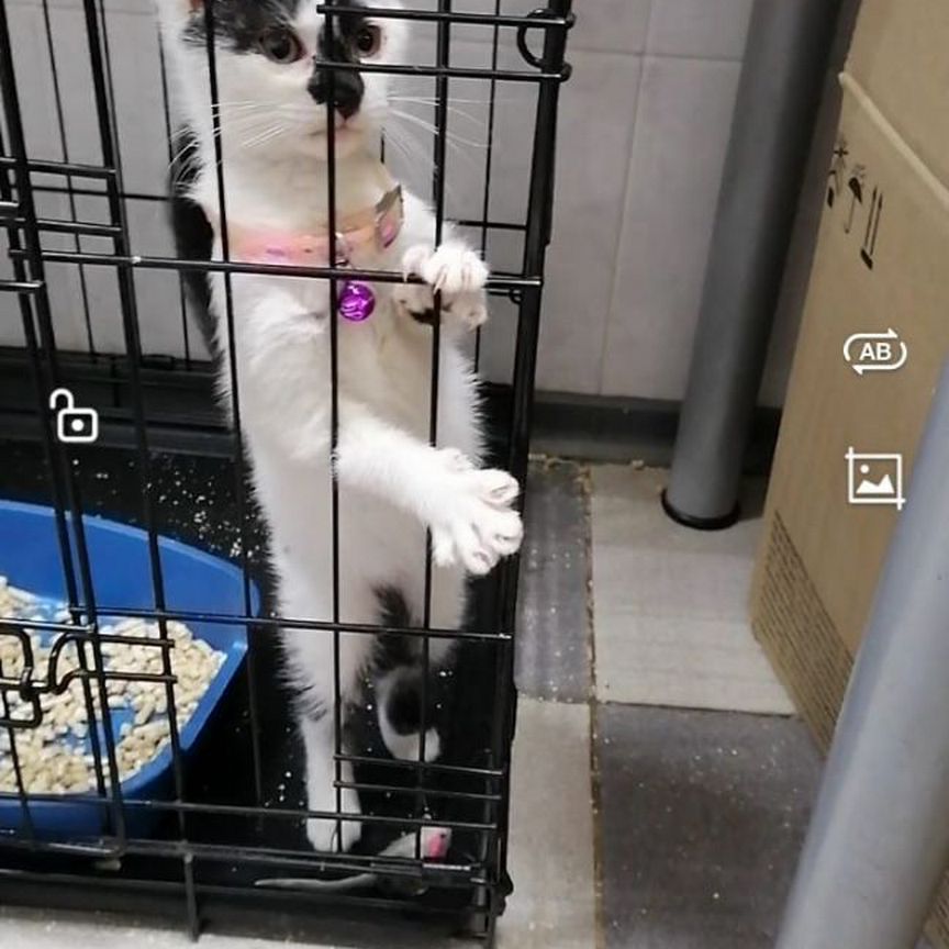 Котенок мальчик