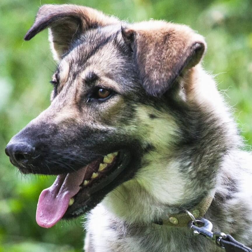 Даша - солнышко в собачьей шубке