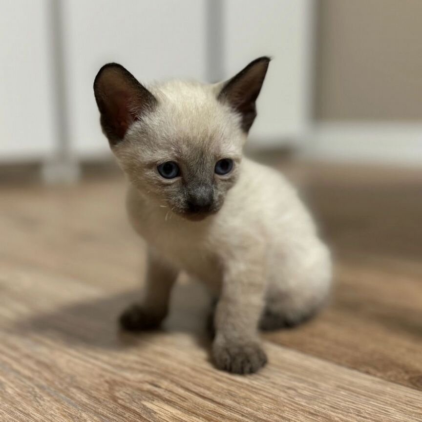 Котенок от сфинкса