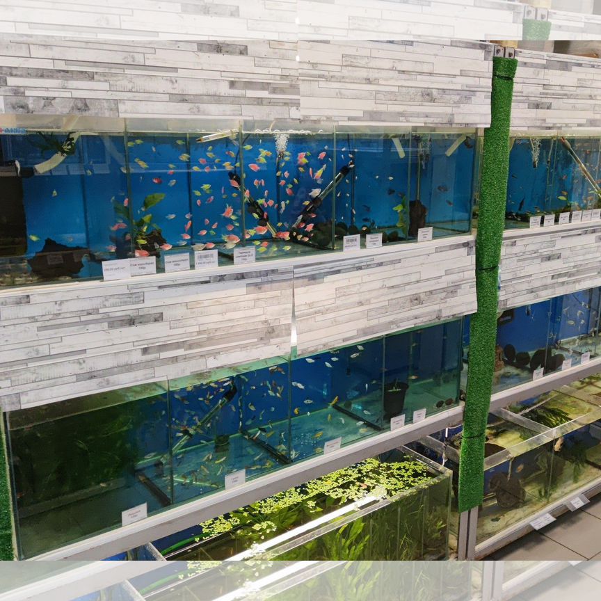 Аквариумные растения и рыбы