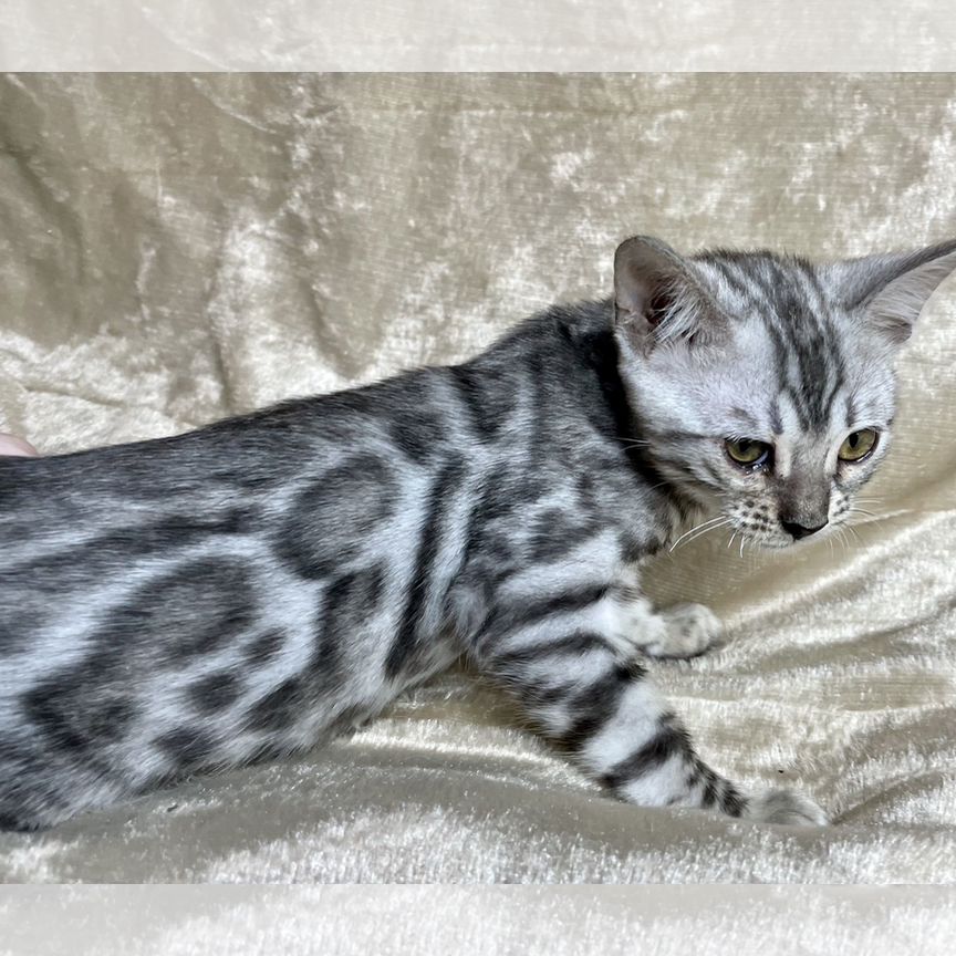 Инвалид девочка серебро