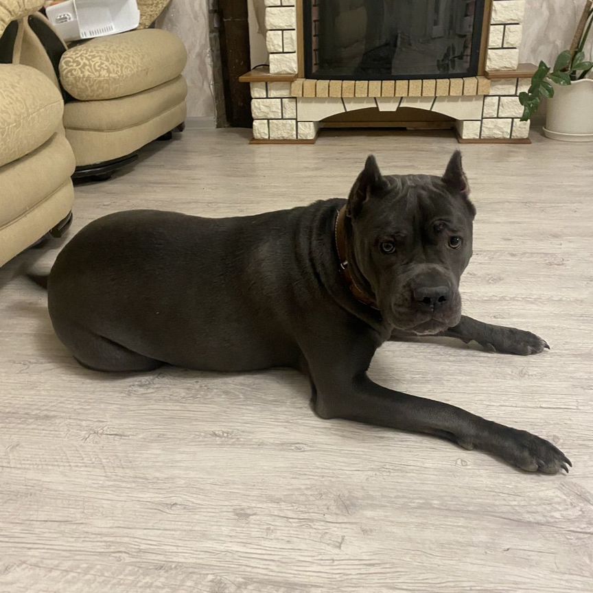 Отдам Кане-корсо