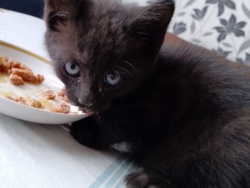 Котëнок мальчик 1,5 месяца