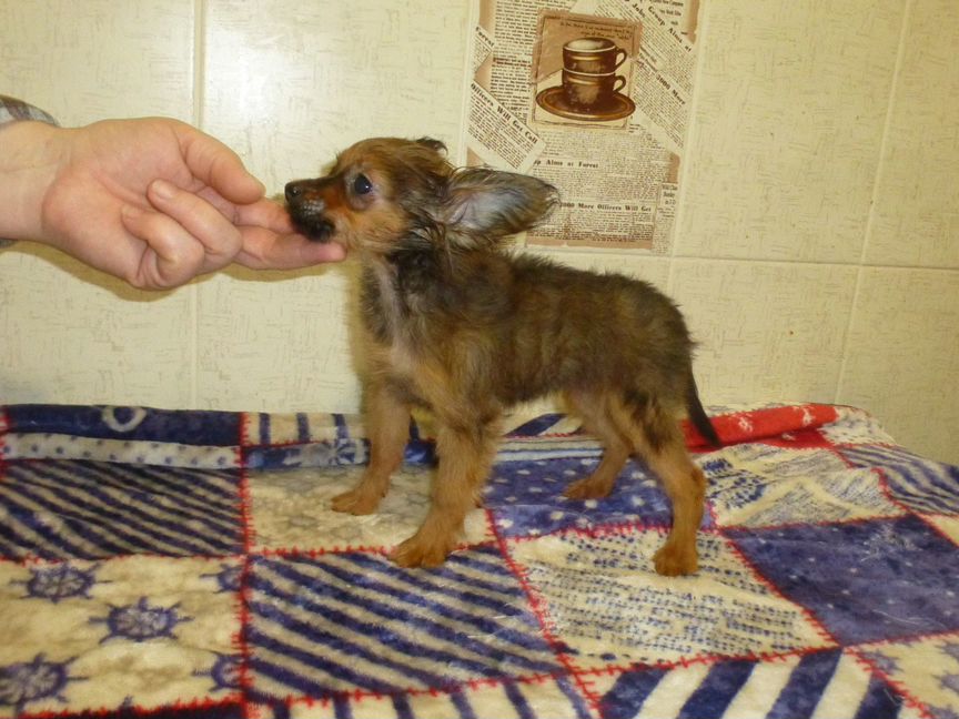 Мини той терьер длинношерстный