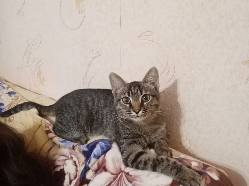 Котик, полосатый котенок бесплатно, мальчик