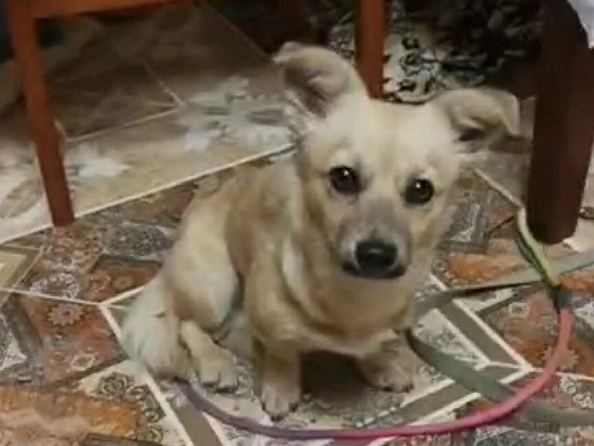 Маленький кремовый пëсик /приют/ в добрые руки