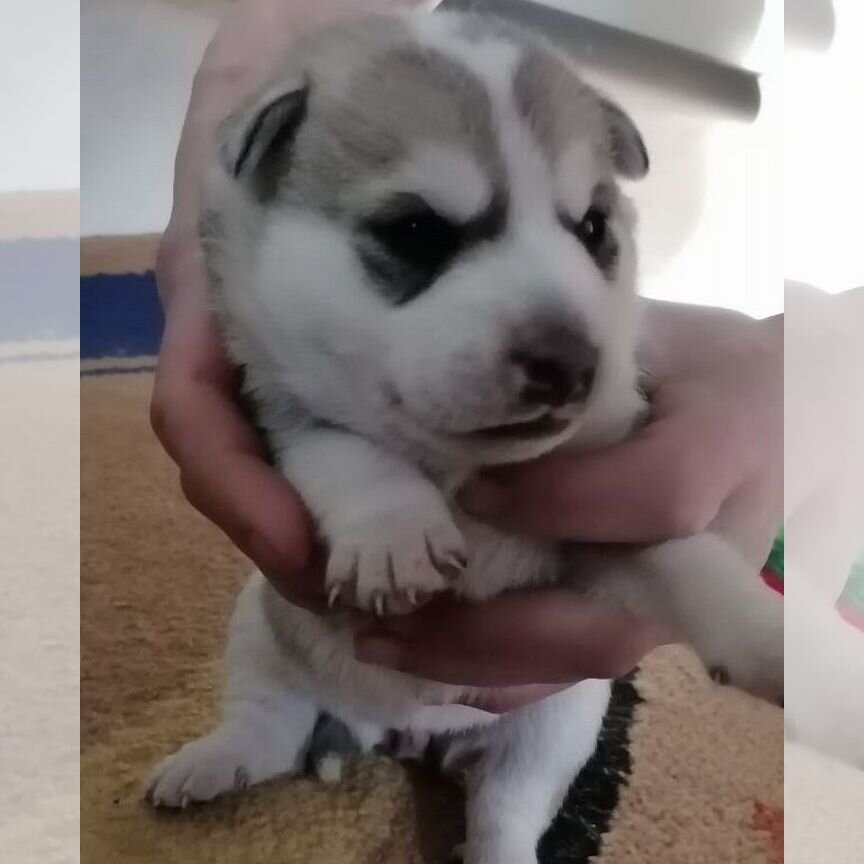 Сибирский хаски, щенок