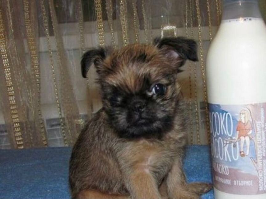 Грифон мини 3 месяца