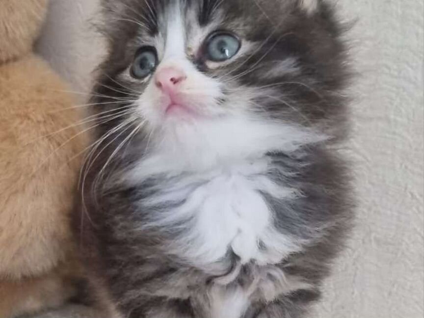 Котята в добрые руки 1 месяц