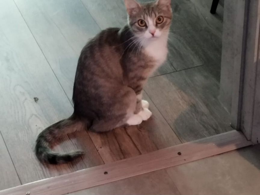 Кошка