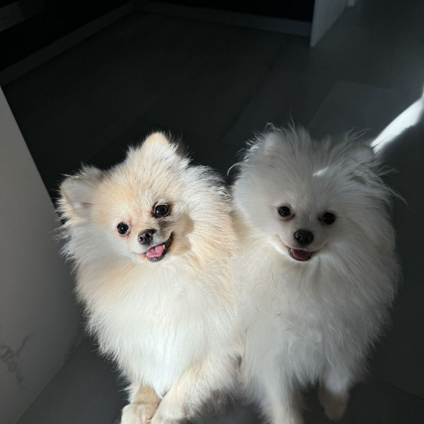 Померанский шпиц сестрички 9 месяцев