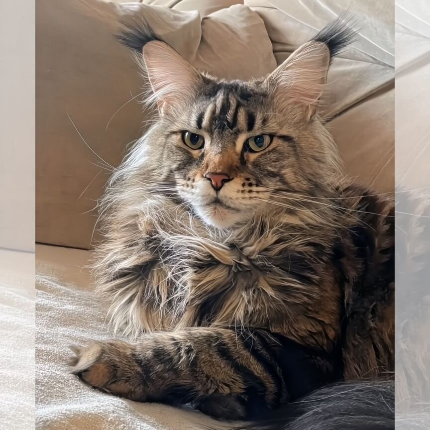 Мейн-кун котёнок