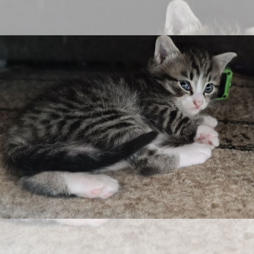 Отдам в добрые руки котенка